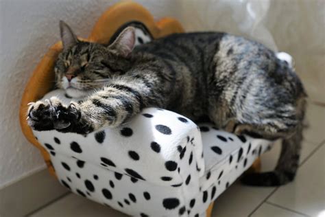 Anti Stress Pour Chat Les Meilleurs Accessoires Solutions Chatsmoureux Fr