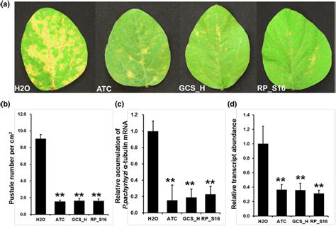 Responses Of Detached Soybean Williams 82 Leaves That Had Been