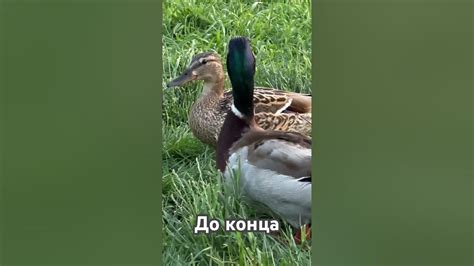 Отразил нападение разлучницы Youtube