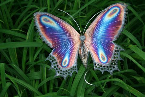 The Enchanting World Of Butterflies Beauty Ecology And Conservation