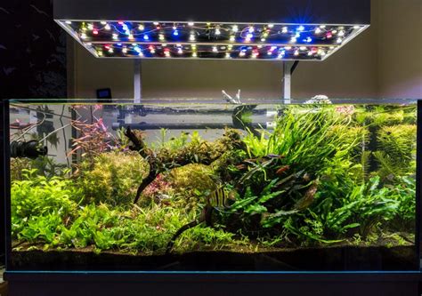 Cobalt Aquatics Microvue 3 Aquarium Kit A Definitive Review