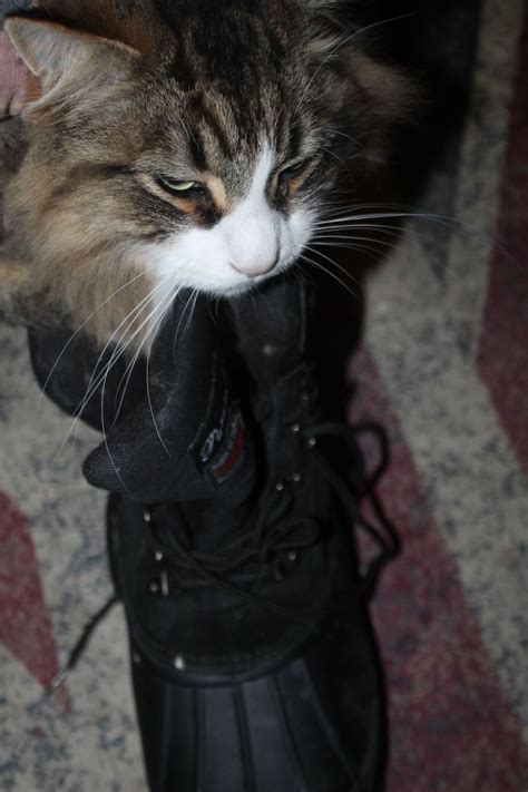 Michael Bull Roberts On Twitter A Happy Little Puss In Boots