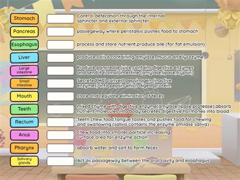 Function Of The Organ In Digestive Process Match Up