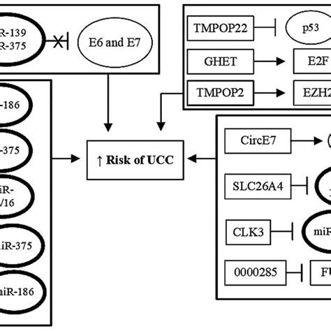 Role Of Mirnas In Induction Of Cervical Carcinogenesis Certain Mirnas
