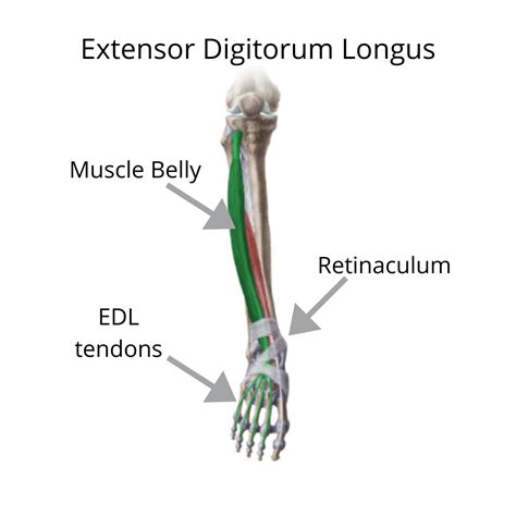 Extensor Digitorum Longus Muscle