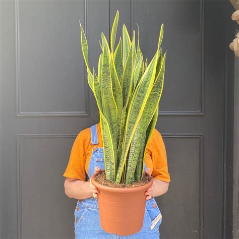 Sansevieria ‘laurentii 25cm Pot Grow Urban