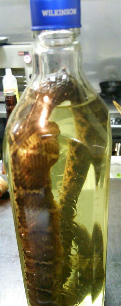 マムシ酒に仰天