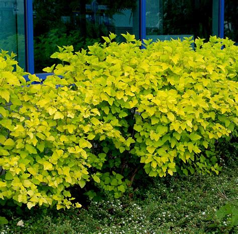 Купить Пузыреплодник Лютеус Physocarpus opulifolius Luteus - в ...
