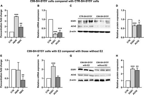 Sex Differences In Hippocampal β Amyloid Accumulation In The Triple Transgenic Mouse Model Of