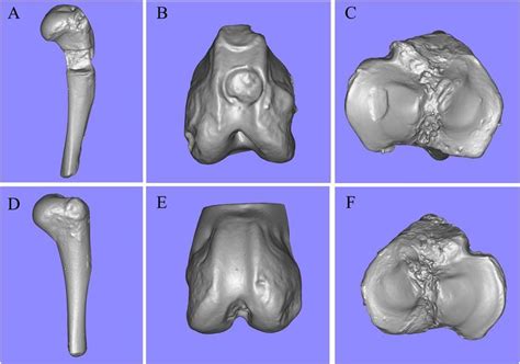 Digital Models Of Six Samples Obtained By 3d Handheld Scanner A D