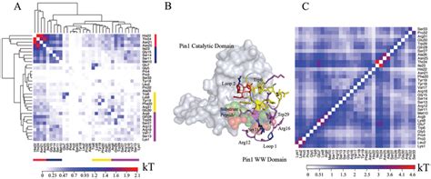 Correlated Motions Couple The Catalytic Domain Interface To The Download Scientific Diagram