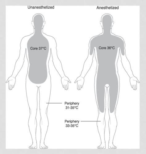 Thermoregulation Flashcards Quizlet
