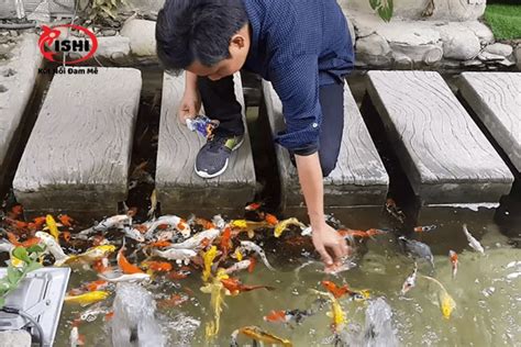 B Sung Vitamin Cho C Koi C Ch Th C Hi N L U Quan Tr Ng