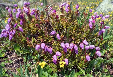 Phyllodoce