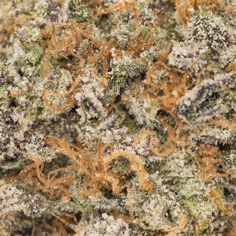 Oreo Blizzard Aaaa Indica Dominant Hybrid Maritime Smoke