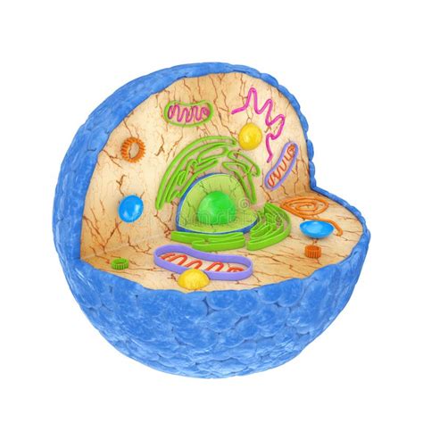 人细胞三维绘制的内部图结构 库存例证 插画 包括有 内部 敌意 女主持人 切片检查法 分子 传记 209148887