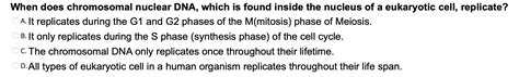 Solved When Does Chromosomal Nuclear Dna Which Is Found