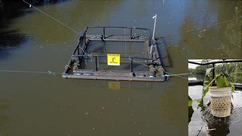 Floating Cage Where Manatees Where Temporarily Captured For Recording