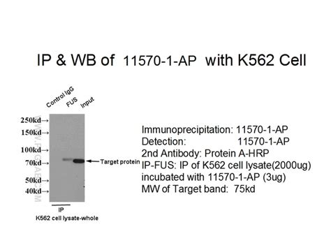 Fustls Fusion Protein Ag31799 Proteintech
