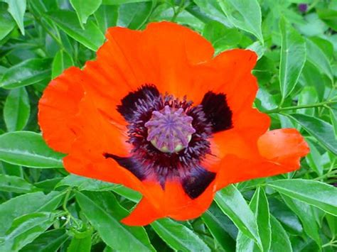 Papaver Orientale Brilliant Klaproos De Tuinen Van Appeltern