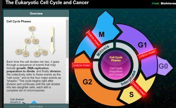 Cell Cycle Explore By Ms Lincke S Classroom TPT