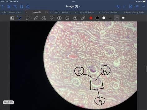 Urinary System Flashcards Quizlet