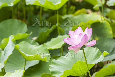 鶴岡八幡宮源氏池の蓮 228811101 の写真素材 アフロ