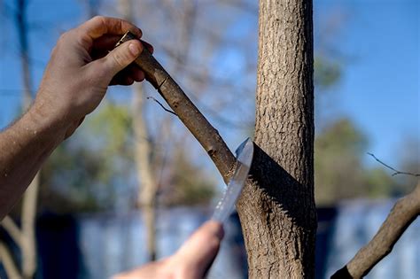 how to properly prune using the 3 cut method and the reduction cut