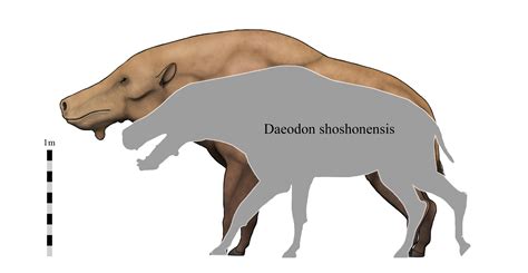 Paraentelodon