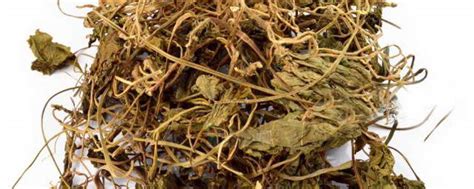 龙胆草的功效与作用 具体功效内容知秀网