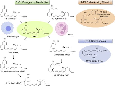 Further Local Metabolism Of Resolvin E1 And Structures Metabolic