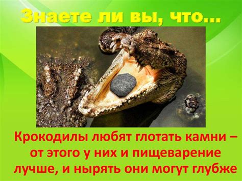 Удивительные факты о животных презентация онлайн