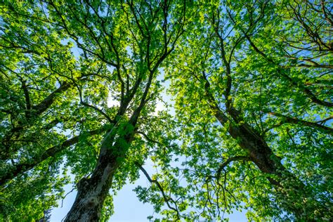 How Fast Do Ash Trees Grow A Growers Guide Gfl Outdoors