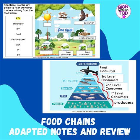 Food Chains Adapted Notes And Review Made By Teachers