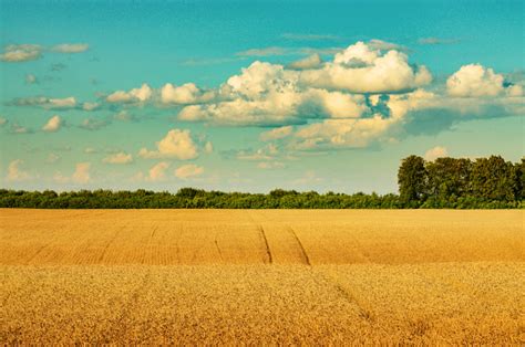 흐린 푸른 하늘 여름 날 에서 수확 밀 필드에 대 한 잘 익은 준비 0명에 대한 스톡 사진 및 기타 이미지 0명 건조한 계절 Istock