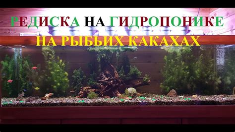 РЕДИСКА НА ГИДРОПОНИКЕ ФИТОФИЛЬТР ДЛЯ АКВАРИУМА aquaponics for the ...