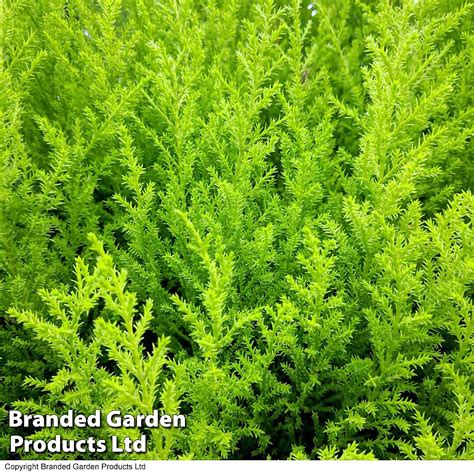 Cupressus Macrocarpa Goldcrest Wilma 1 Litre Potted Plant X 1