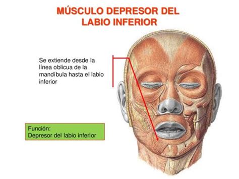 Todos Los Músculos De La Boca Y Sus Funciones ¡resumen ImÁne