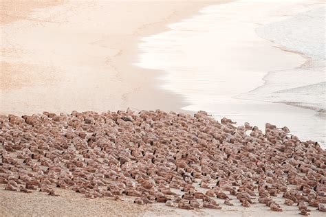 Spencer Tunick Sydney 2024