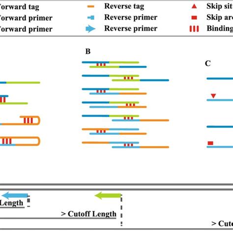 Multiplex PCR Experimental Process And Sequencing Results A GT Seq Download Scientific Diagram
