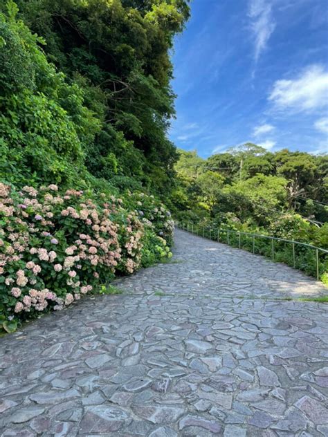 300万輪が咲き誇る日本一の群生下田公園であじさい祭開催6月1日木6月30日金 下田タイムズ