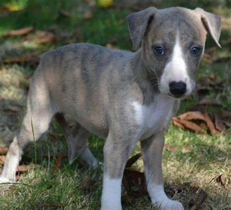Arrivée du chiot à la maison les conseils pour un bon accueil