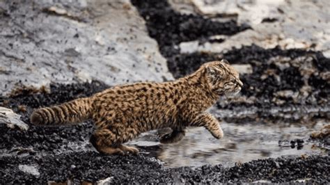 Gato Huiña De Los Felinos Más Pequeños Del Mundo Blog Felinus
