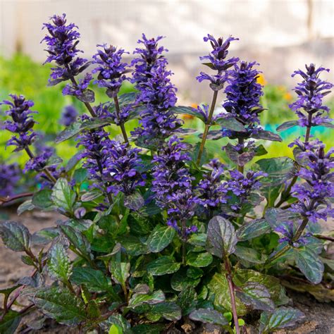 Ajuga Reptans Ground Cover Plant Seed Blumensamen Bodendecker Samen