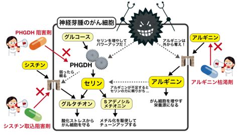 神経芽腫の新たな診断法と治療戦略を創出～がん細胞の生存戦略「がん代謝」を逆用する～ テック・アイ生命科学