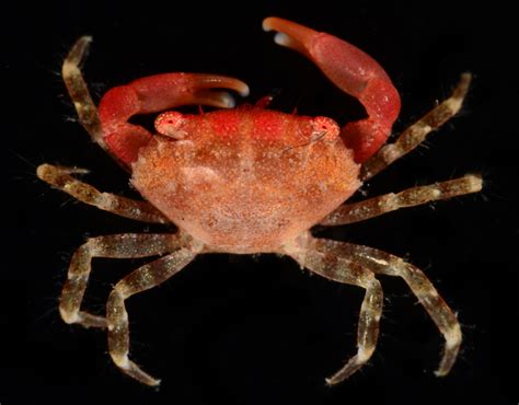 Scientists Discover Hidden Crab Diversity Among Coral Reefs Research News