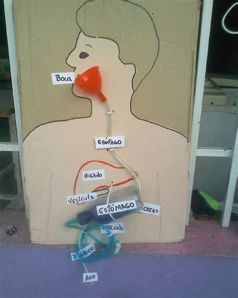 Seguimos Con El Cuerpo Humano Y Ahora Nos Ha Tocado Su Sistema