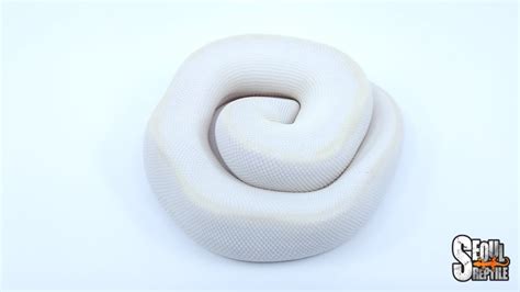 아름다운 블루 아이 루시스틱 볼파이톤 모프 빅베이비 Blue Eyed Leucistic Ball Python Morpth