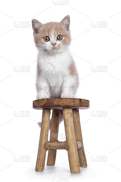 奶油与白色英国短毛猫在白色