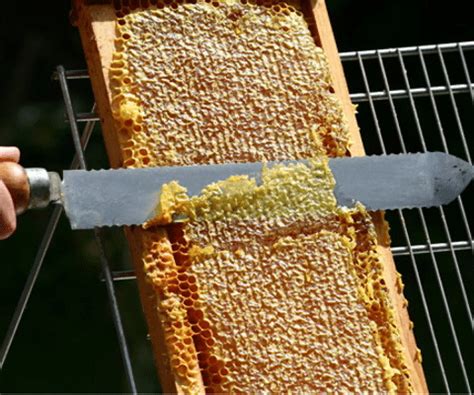 Qué Hacer Cuando Hay Un Panal De Abejas En Tu Casa